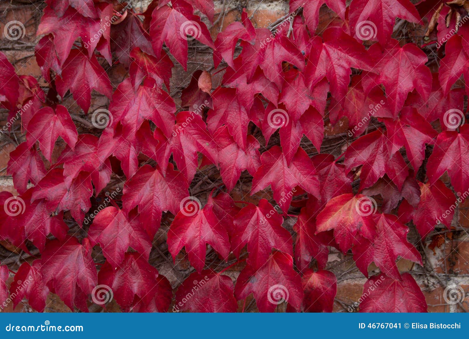 Rode klimop stock afbeelding. Image of groen, kruipster - 46767041