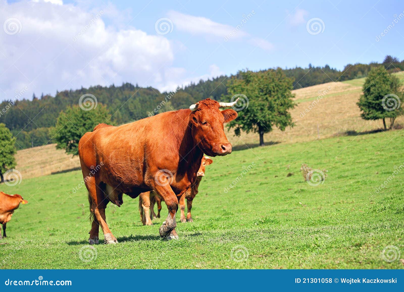 Rode koe stock foto. Image of gebied, platteland, sluit - 21301058