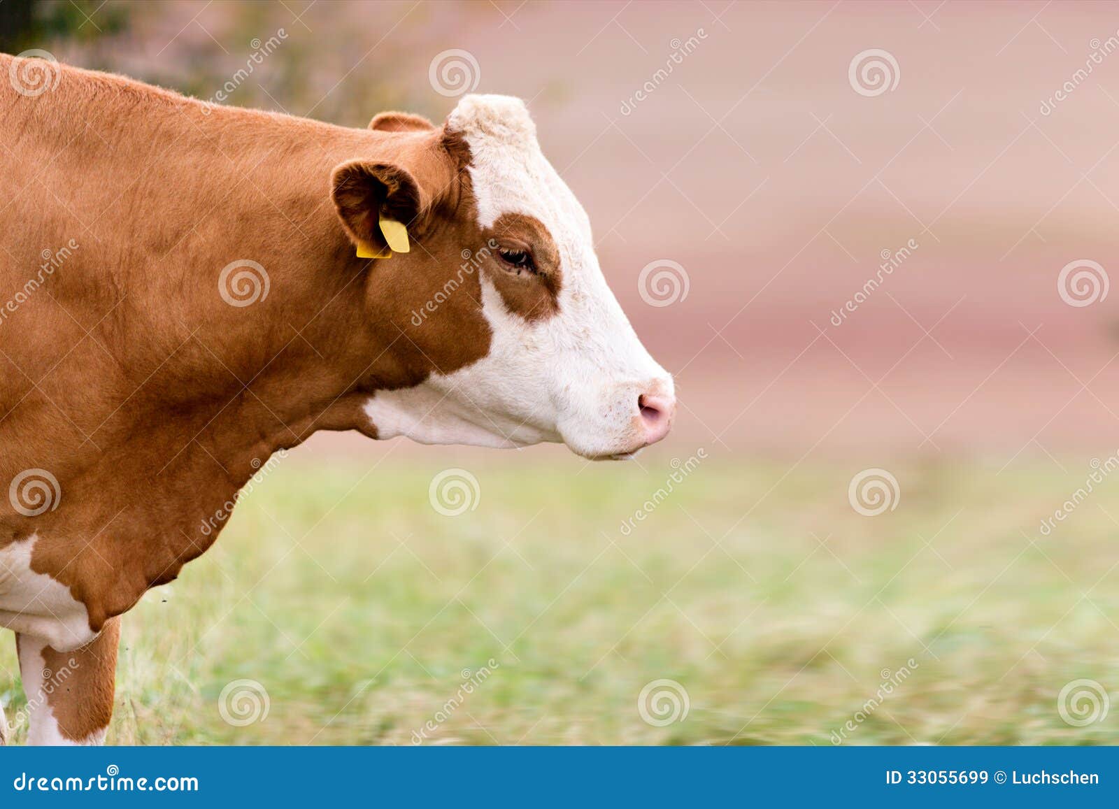 Rode Koe stock afbeelding. Image of groen, zoogdier, blauw - 33055699