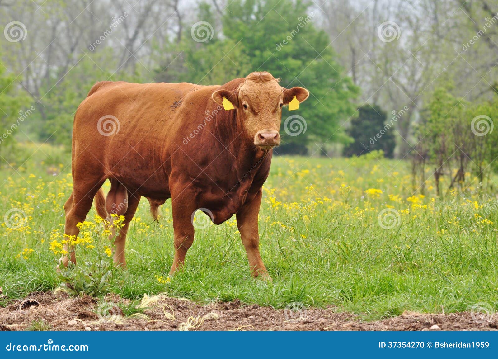 Rode Koe stock foto. Image of boerderij, tijd, groen - 37354270