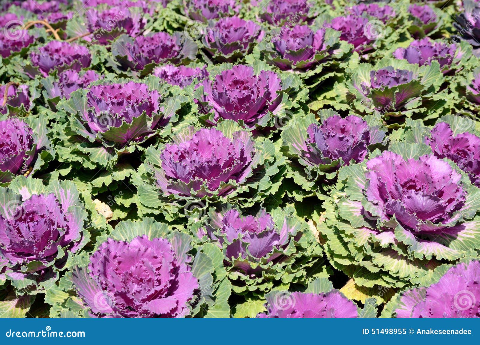 Rode kool stock afbeelding. Image of opbrengst, purper - 51498955