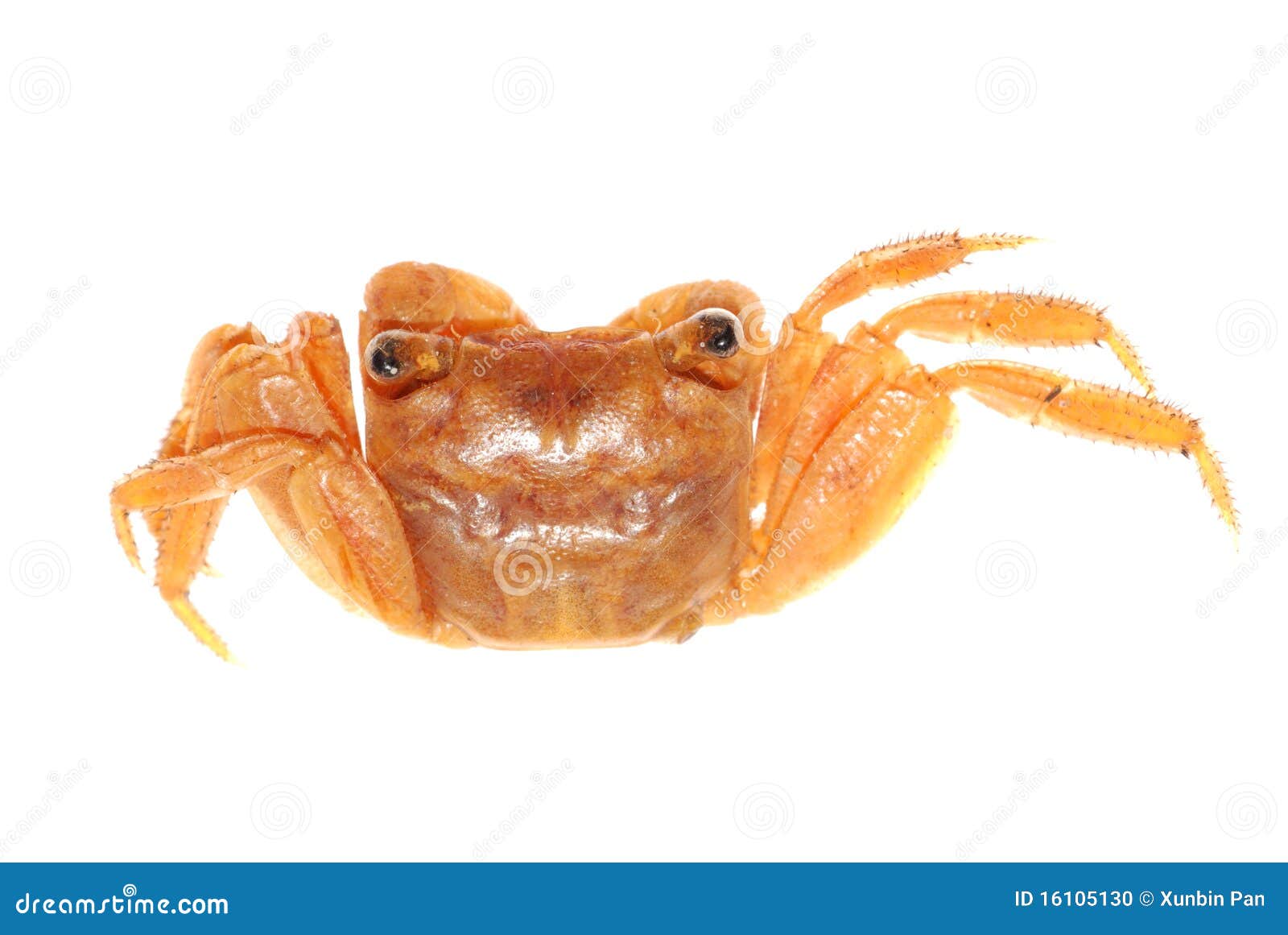 Rode krab stock foto. Image of rood, pincs, oceaan, diner - 16105130