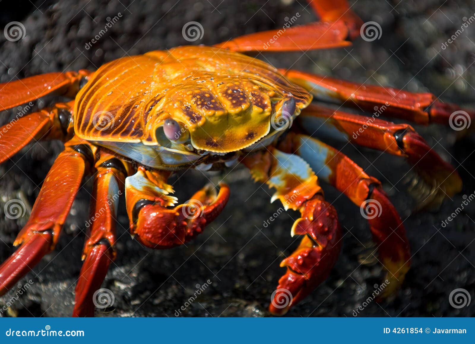 Rode Krab Op De Rots, De Galapagos Eilanden Stock Foto - Image of ...