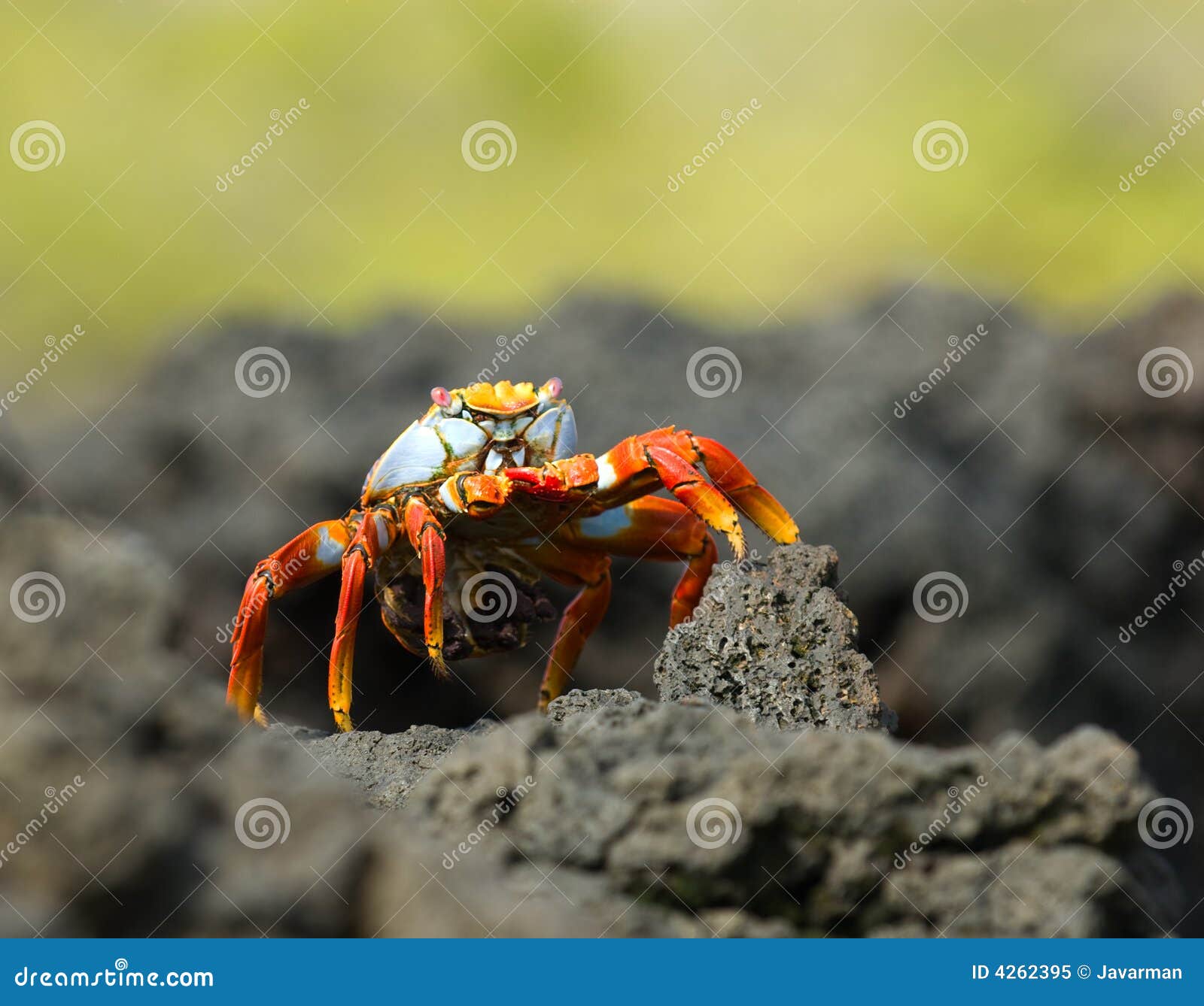 Rode Krab Op De Rots, De Galapagos Eilanden Stock Afbeelding - Image of ...