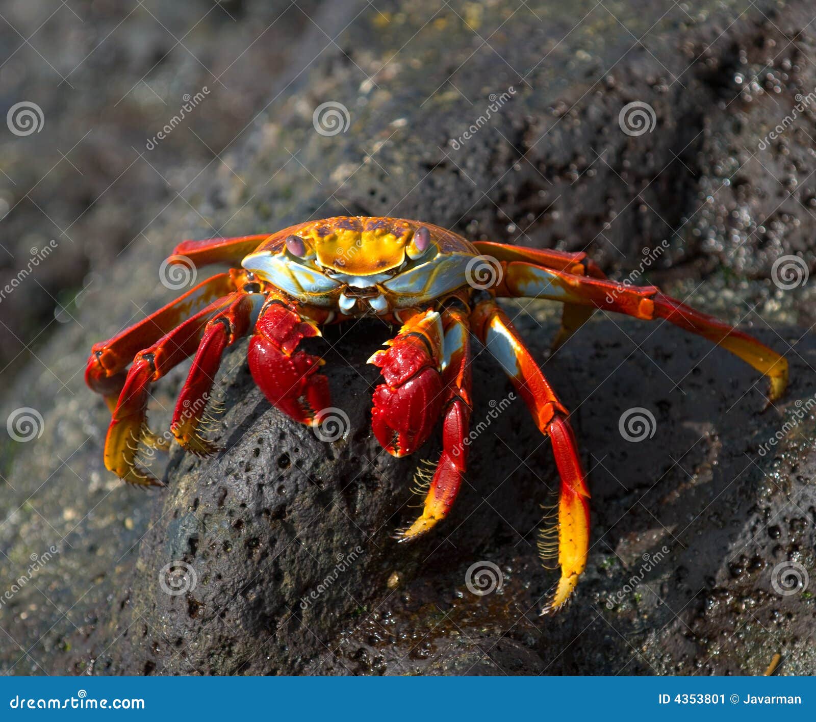 Rode Krab Op De Rots, De Galapagos Eilanden Stock Afbeelding - Image of ...