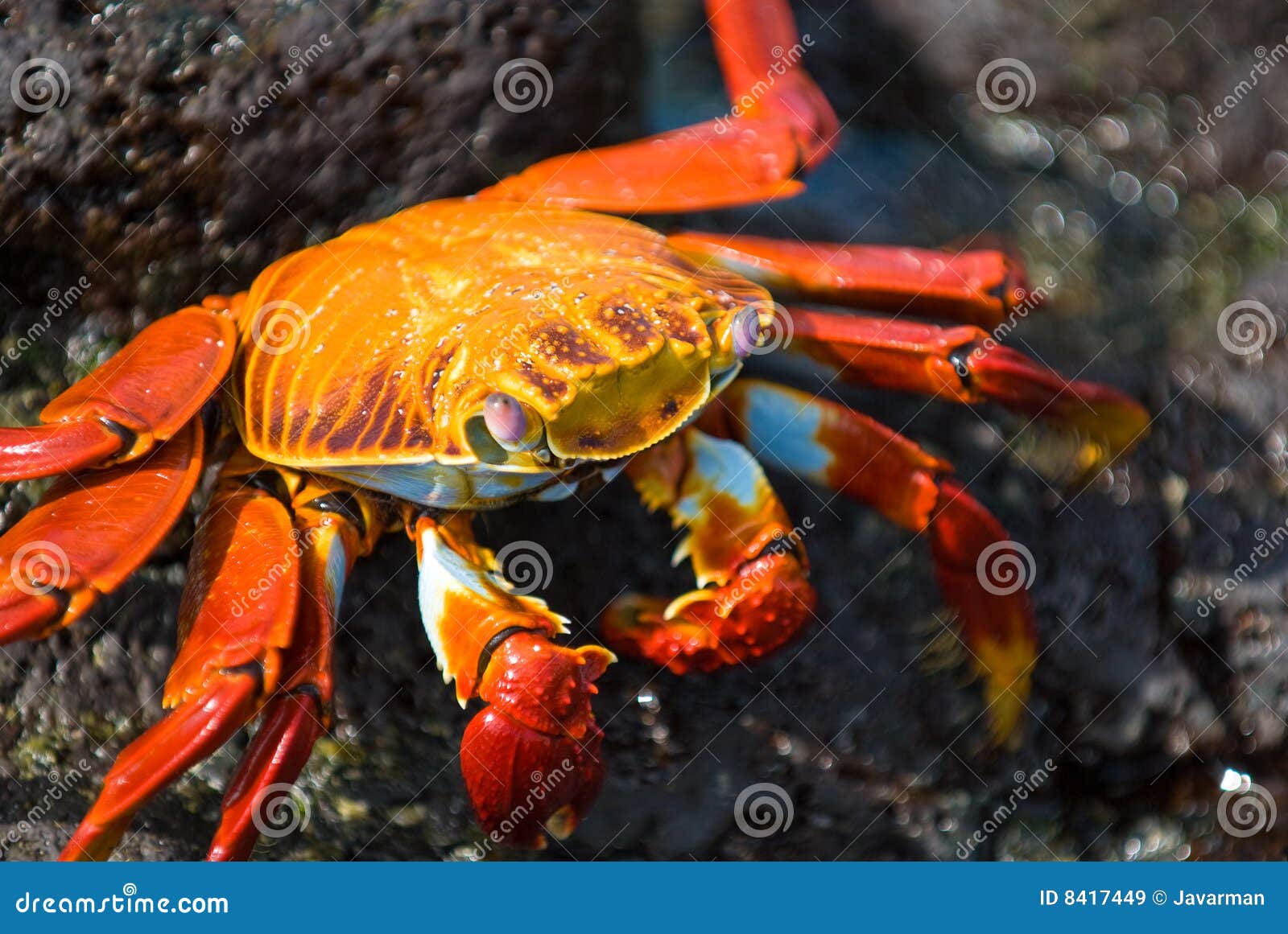 Rode Krab Op De Rots, De Galapagos Eilanden Stock Afbeelding - Image of ...