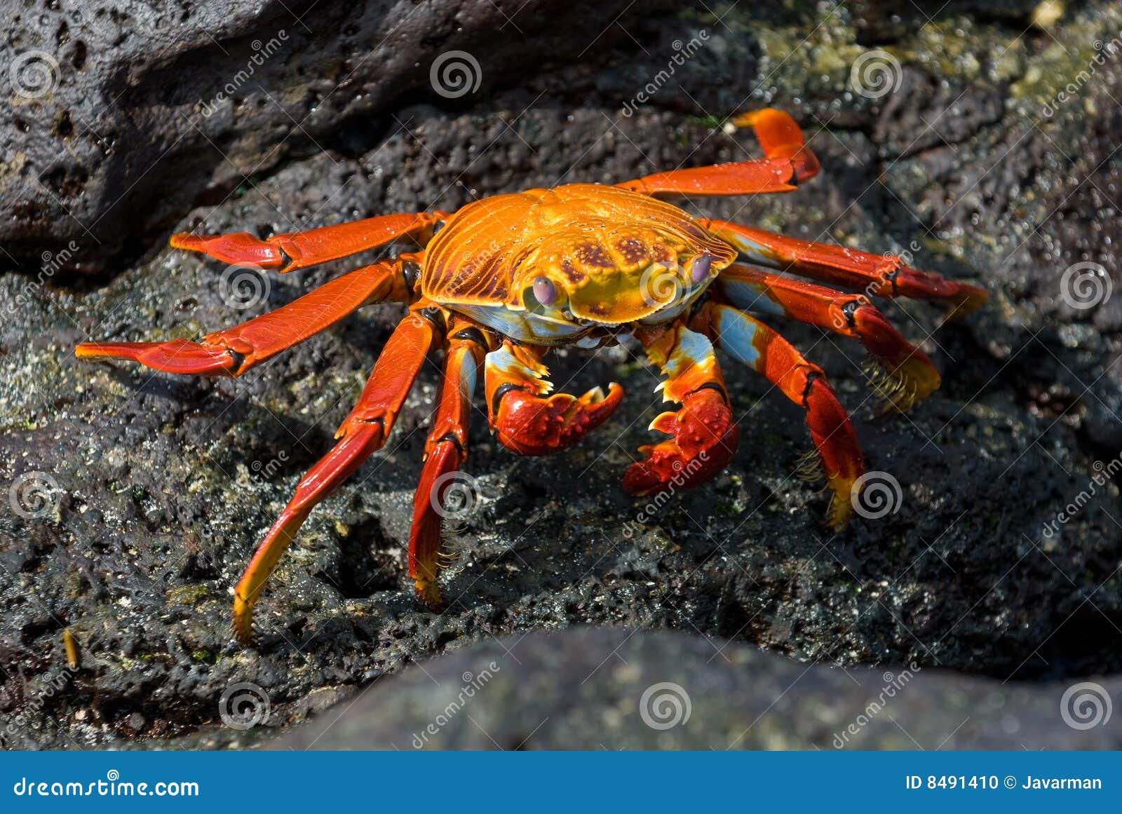 Rode Krab Op De Rots, De Galapagos Eilanden Stock Foto - Image of krab ...
