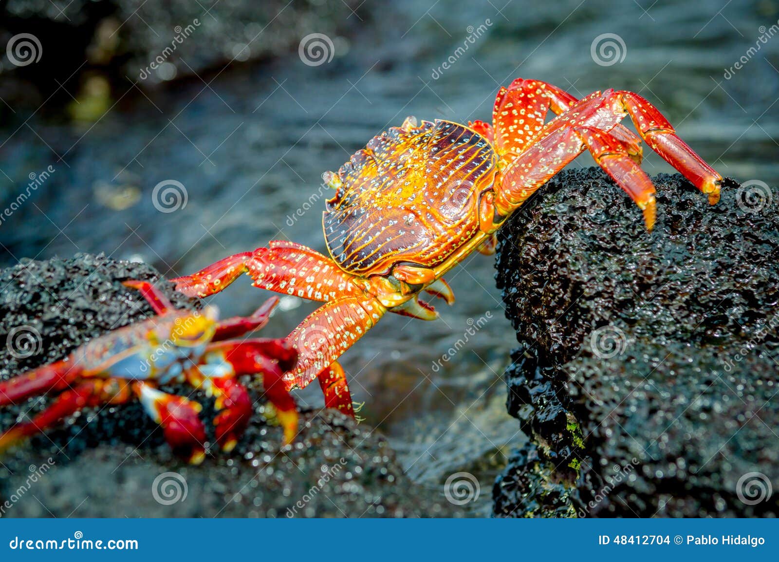 Rode Krabben in De Eilanden Van Rotsengalpagos Stock Foto - Image of ...