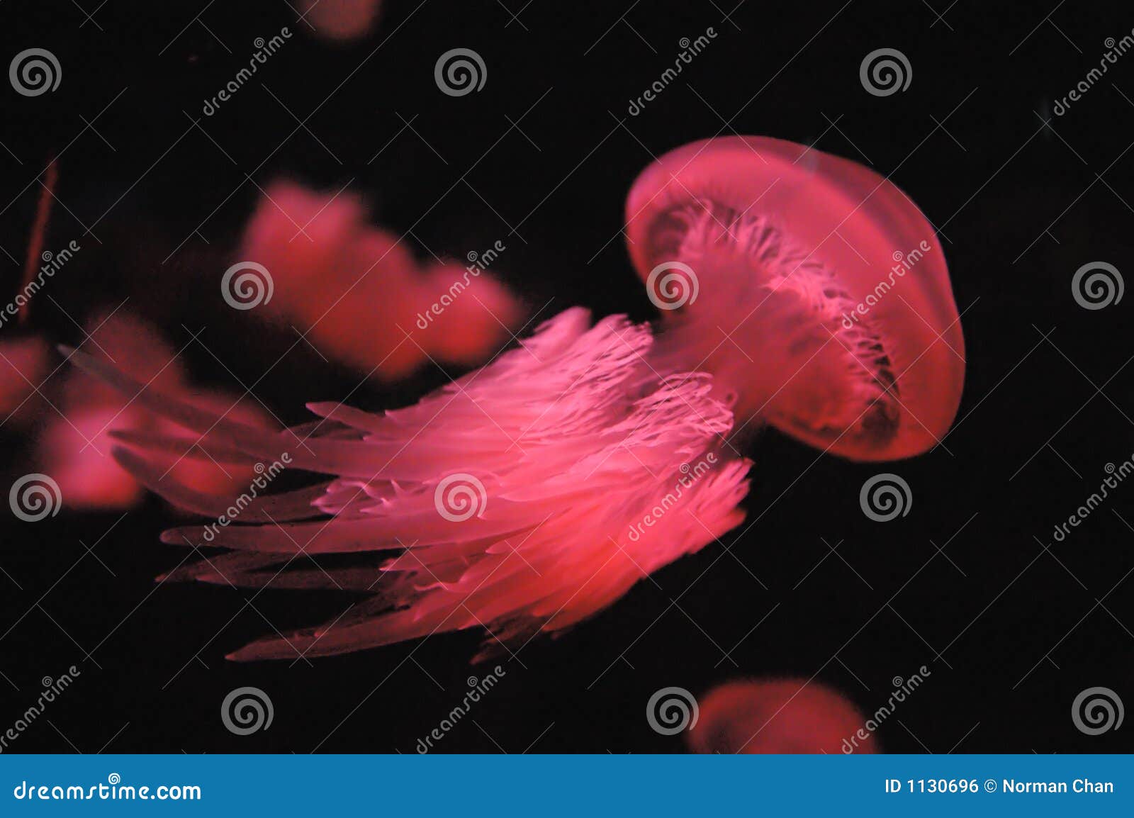 Rode kwallen stock foto. Image of gelei, aquatisch, elektrisch - 1130696