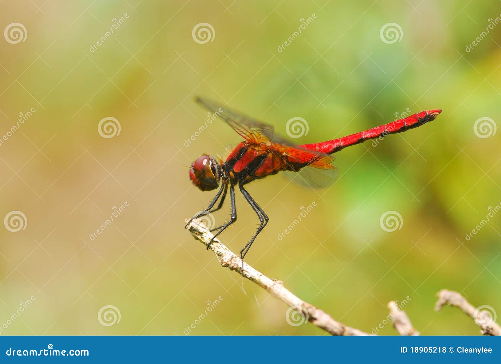 Rode Libel stock foto. Image of achtergrond, taiwan, brand - 18905218