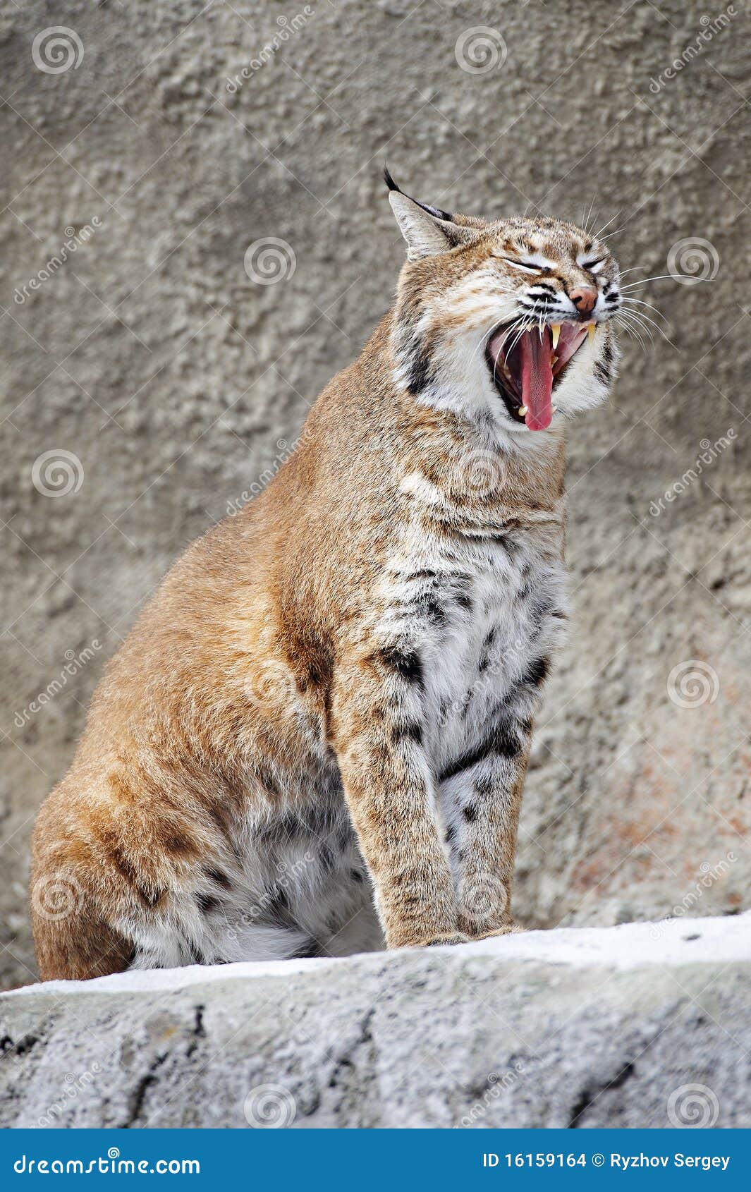 Rode Lynx op een rots stock foto. Image of behoud, lynx - 16159164