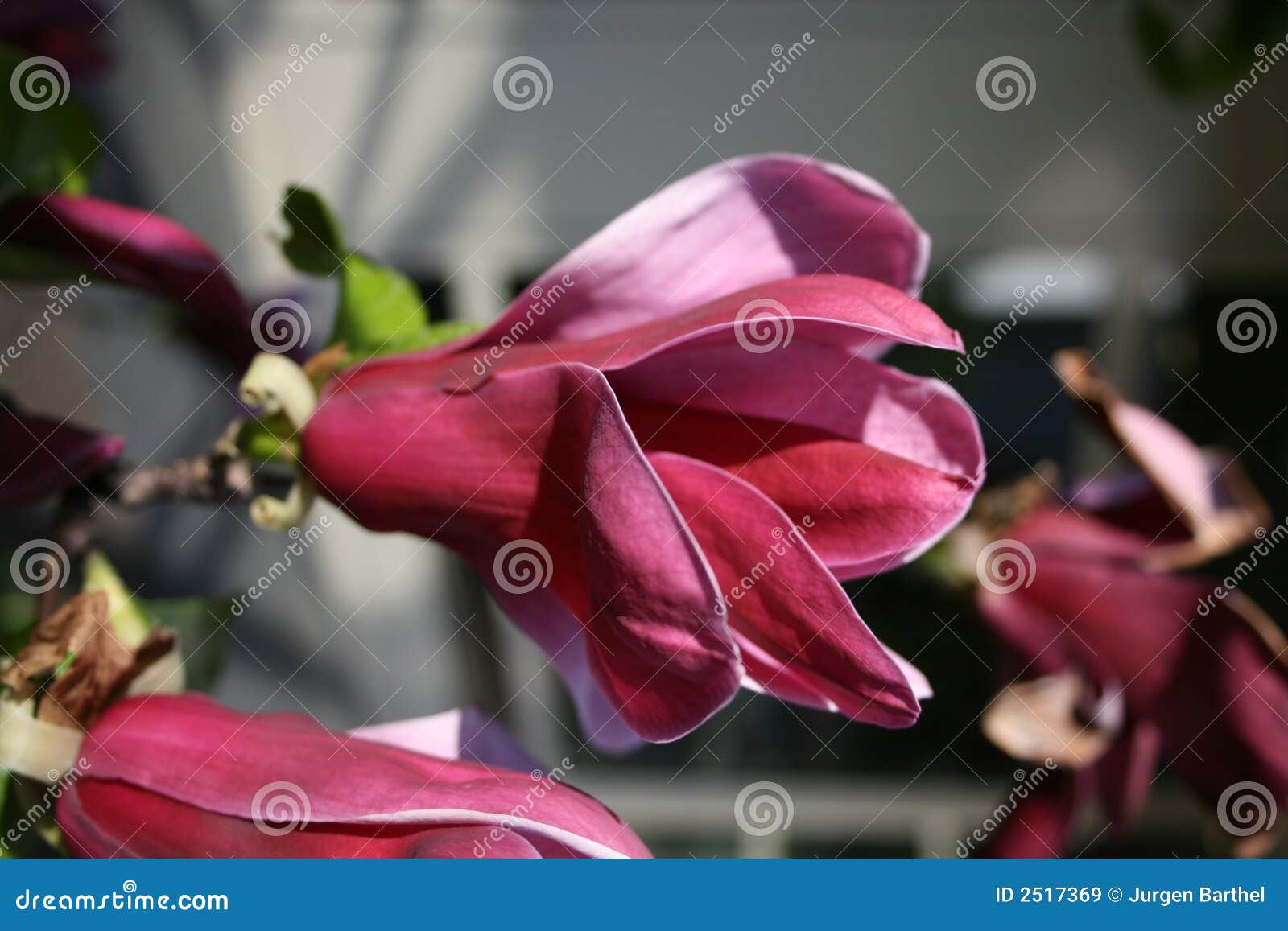 Rode Magnolia stock afbeelding. Image of openlucht, tuinieren - 2517369