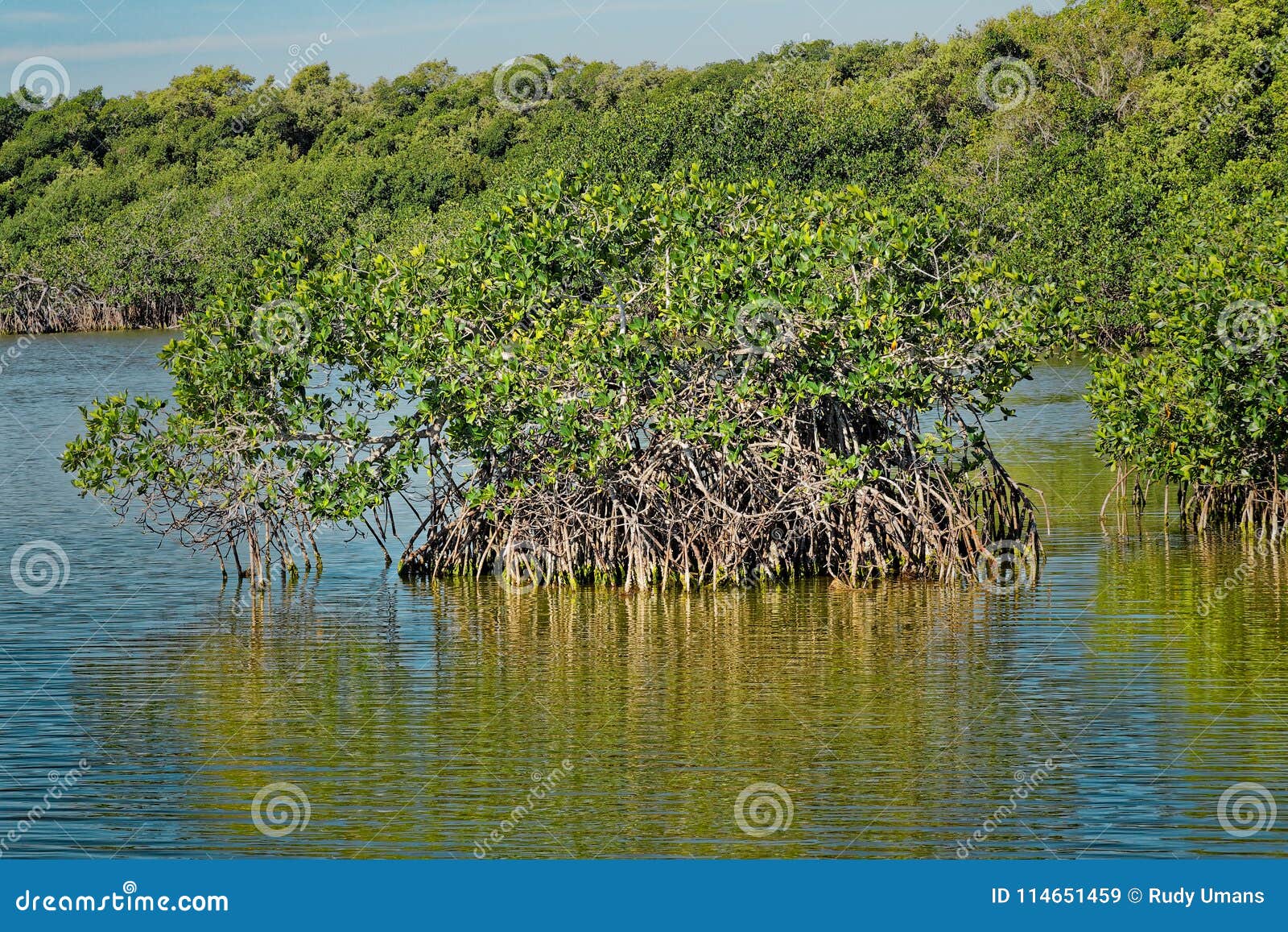 Rode Mangrove in Everglades Stock Afbeelding - Image of wortels, blauw ...