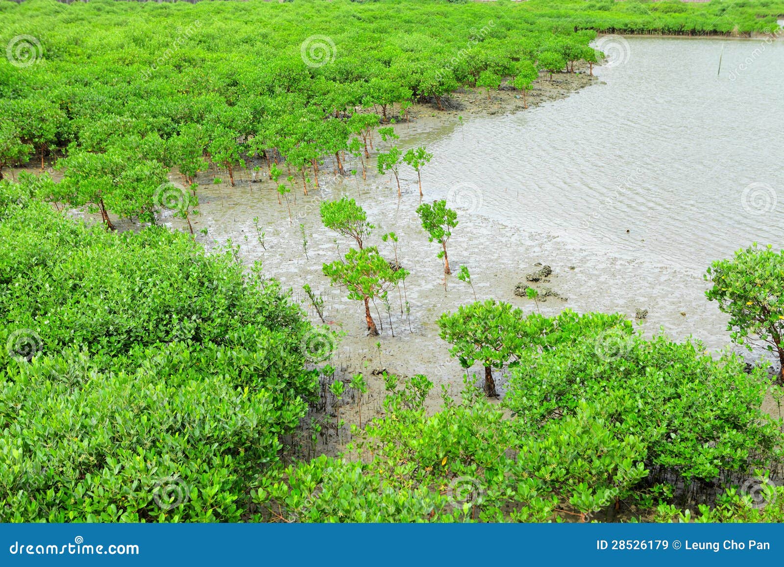 Rode Mangroven stock afbeelding. Image of baai, oceaan - 28526179