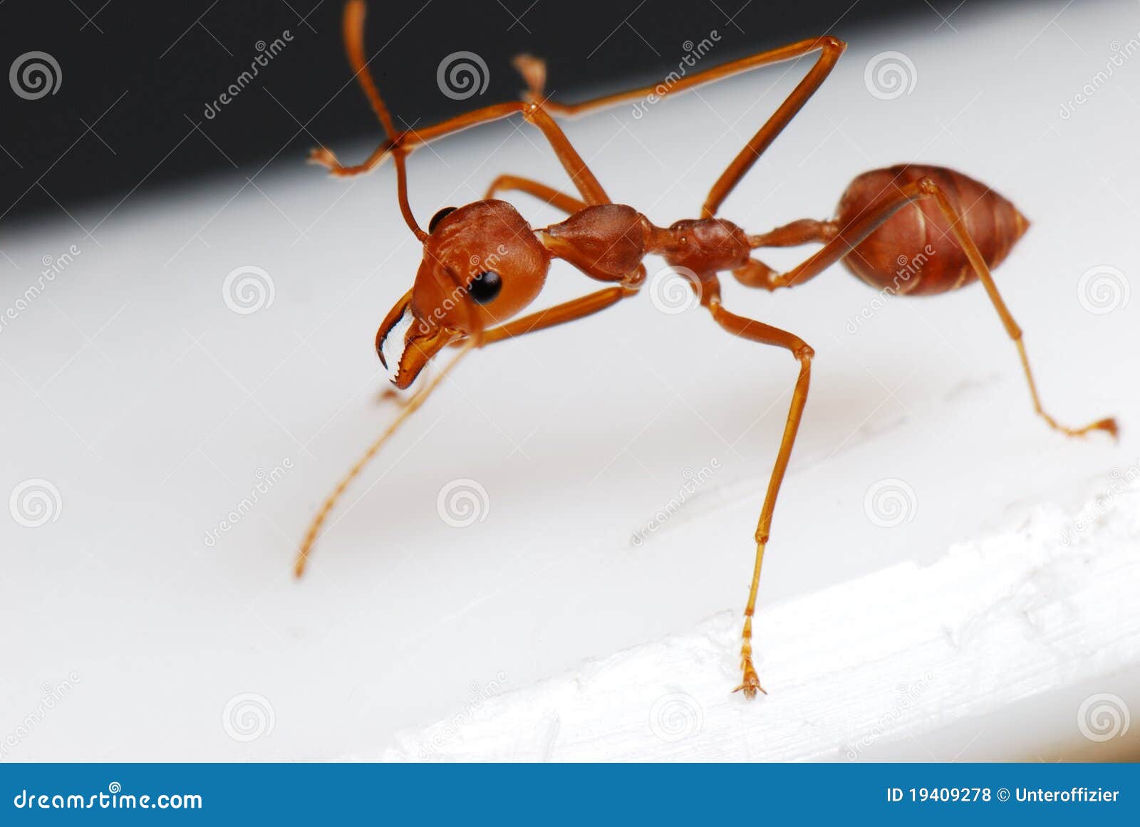 Rode Mier stock foto. Image of macro, ontbind, insect - 19409278