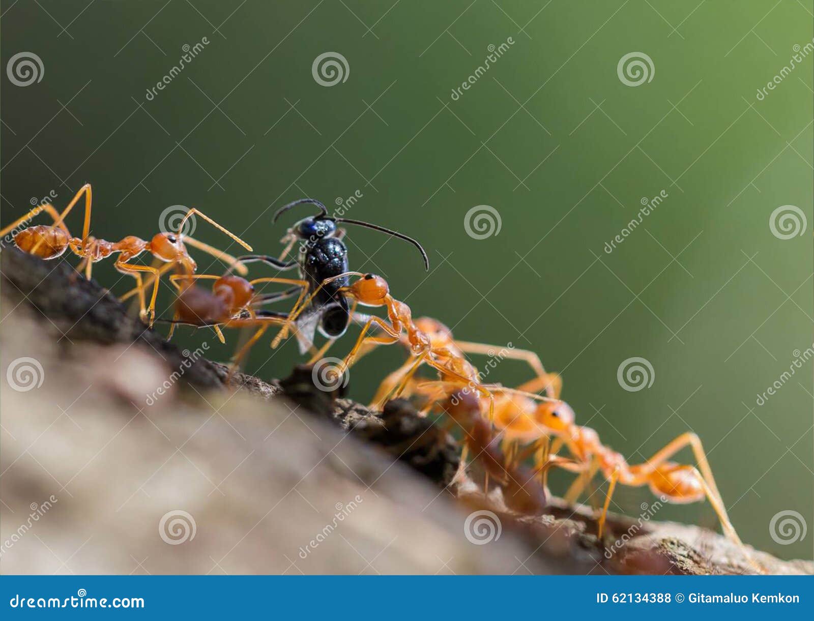 Rode mier stock foto. Image of thailand, rood, mier, boom - 62134388