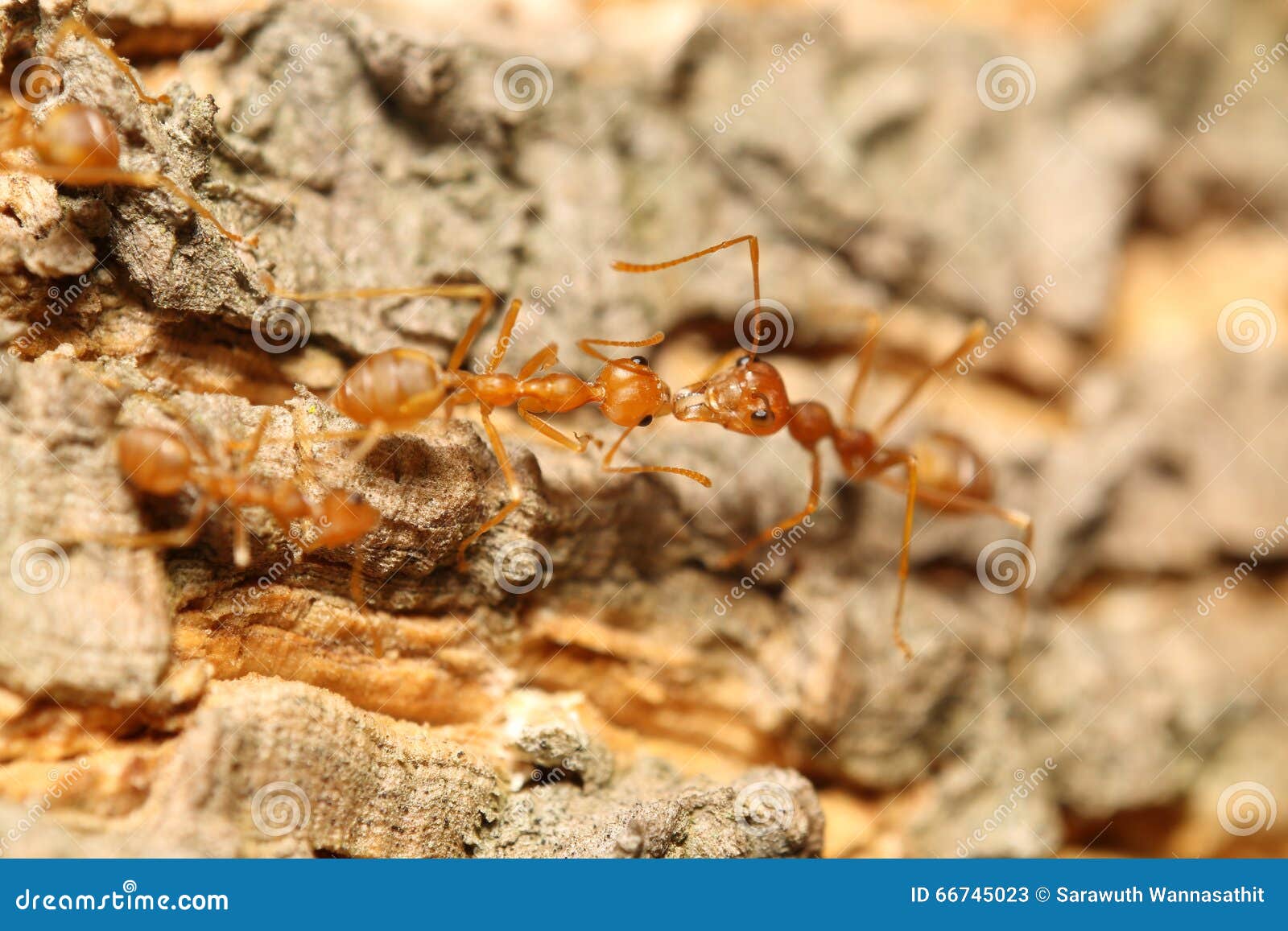 Rode Mier in De Groene Tuin Stock Afbeelding - Image of lopen, dier ...