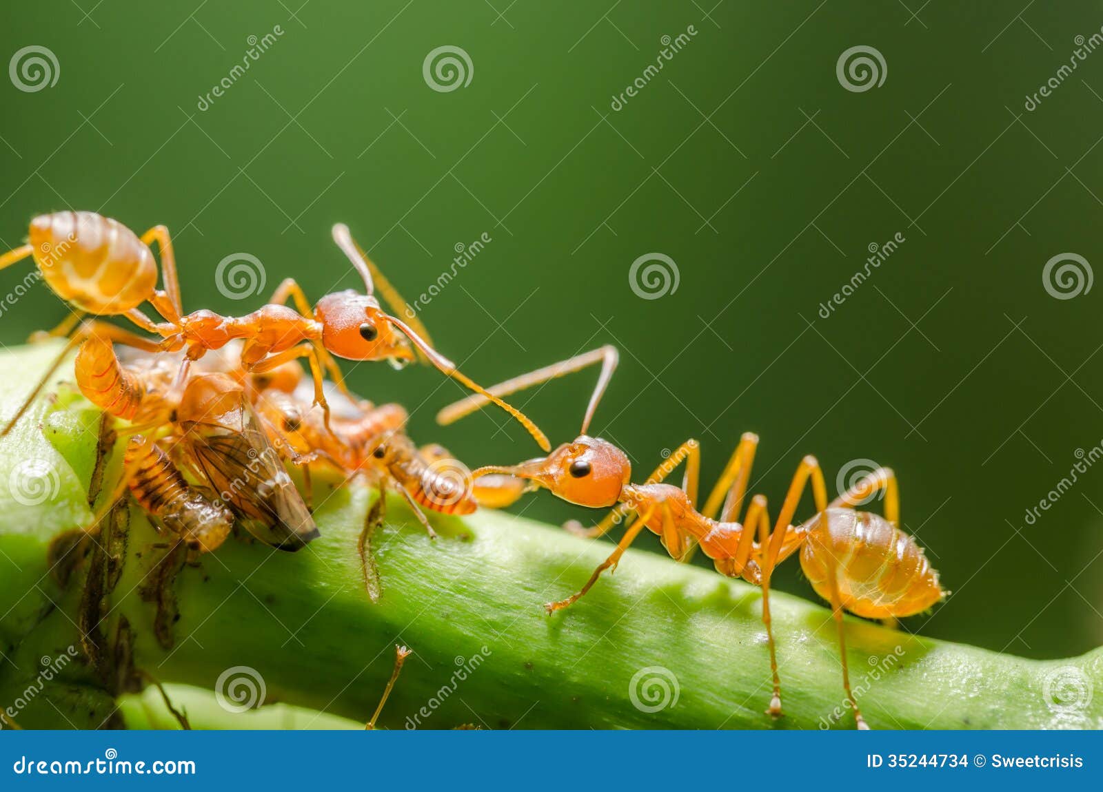 Rode Mier En Bladluis Op Het Blad Stock Foto - Image of tuin, zwart ...