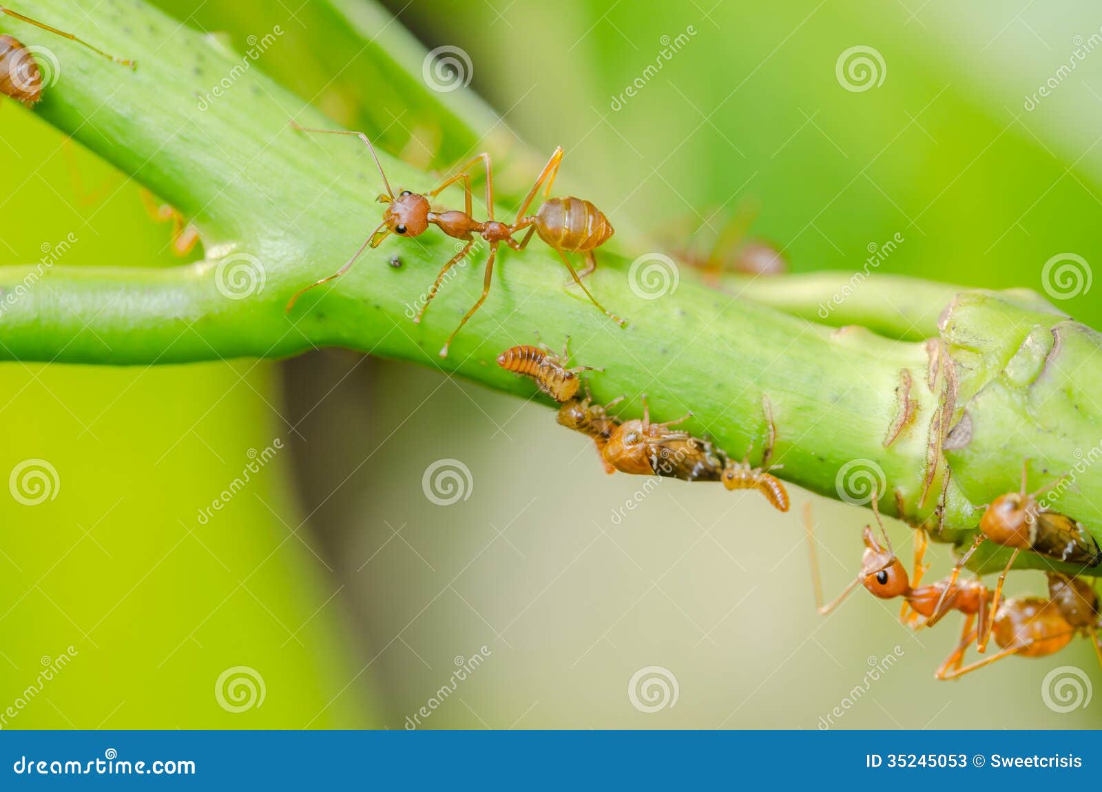 Rode Mier En Bladluis Op Het Blad Stock Afbeelding - Image of insect ...