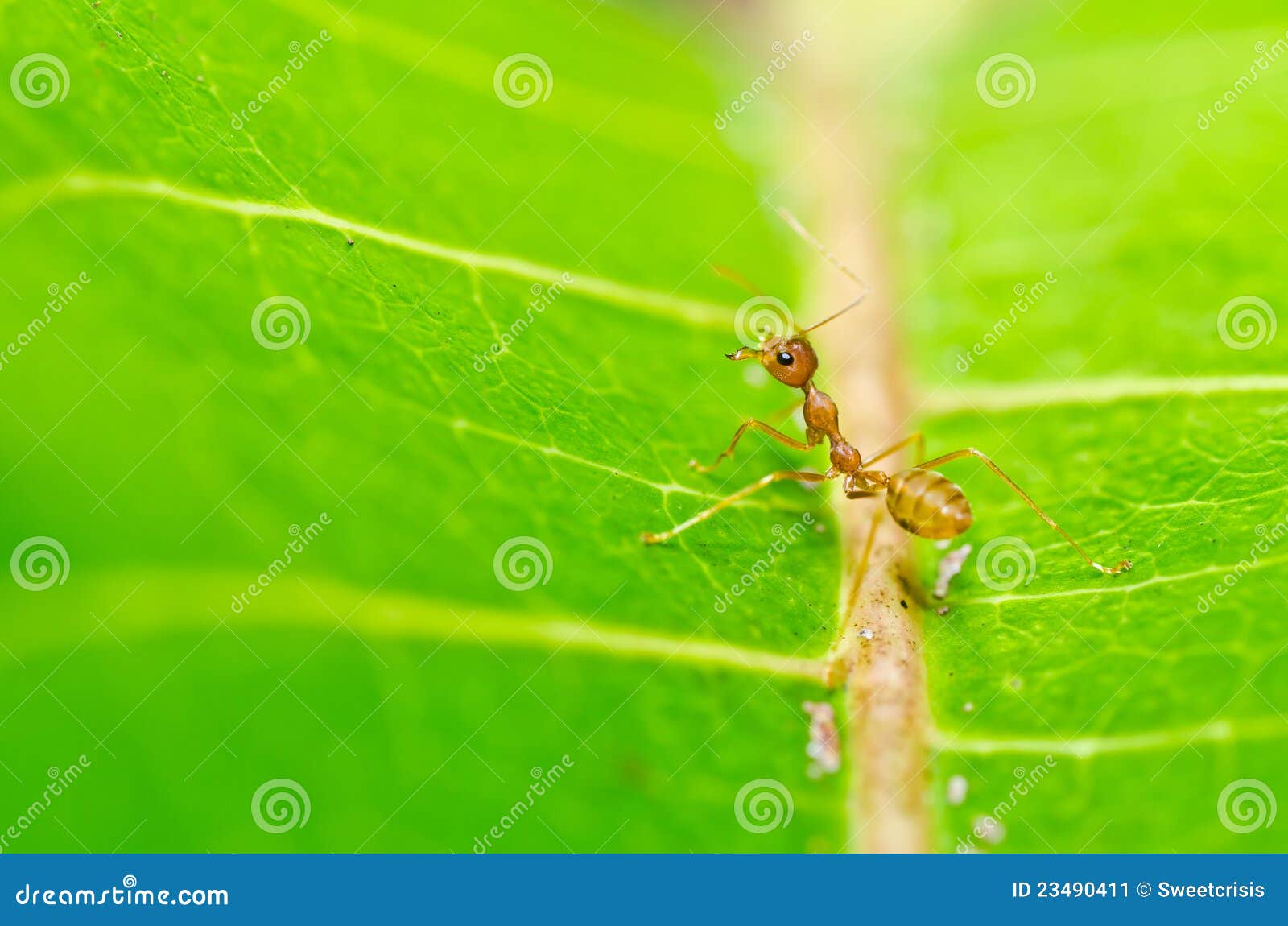 Rode mier in groene aard stock afbeelding. Image of schade - 23490411