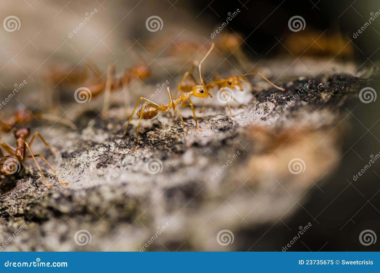 Rode mier in groene aard stock afbeelding. Image of been - 23735675