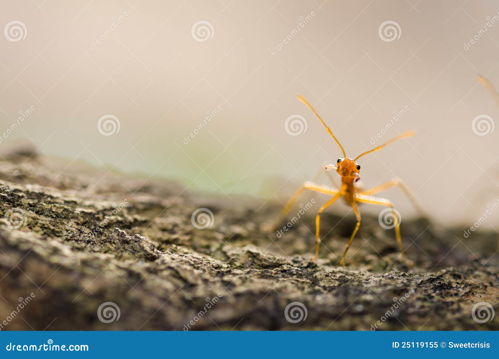 Rode mier in groene aard stock afbeelding. Image of taille - 25119155