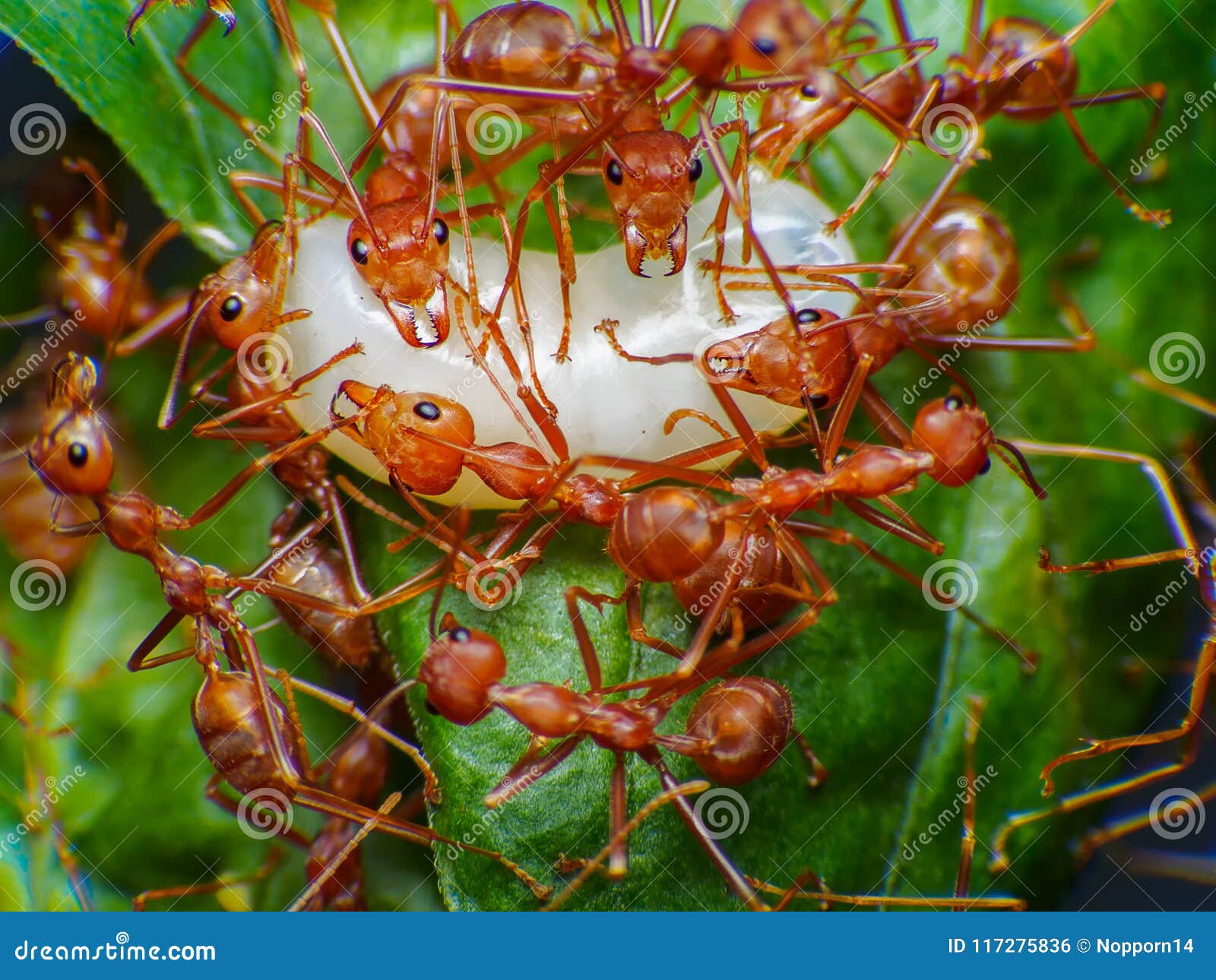 Rode Mier Het Werk Macro in Het Moveing Ei Van De Sektemier Stock Foto ...