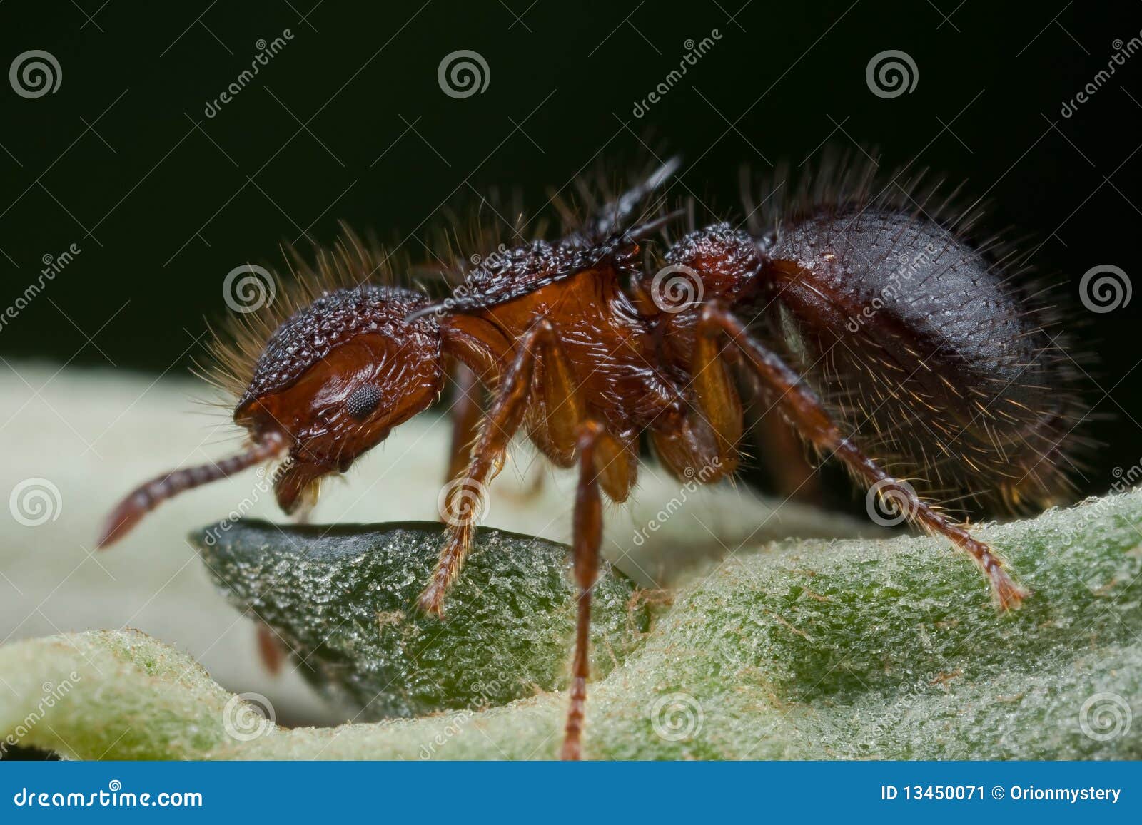 Rode mier op blad stock afbeelding. Image of installatie - 13450071