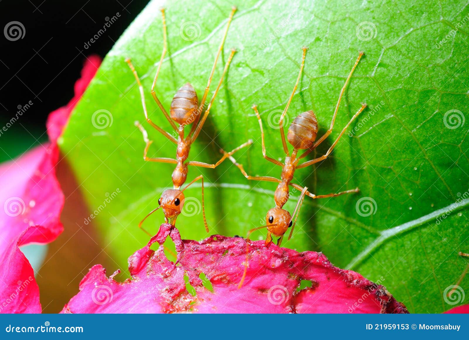 Rode mier op blad stock afbeelding. Image of vervoer - 21959153