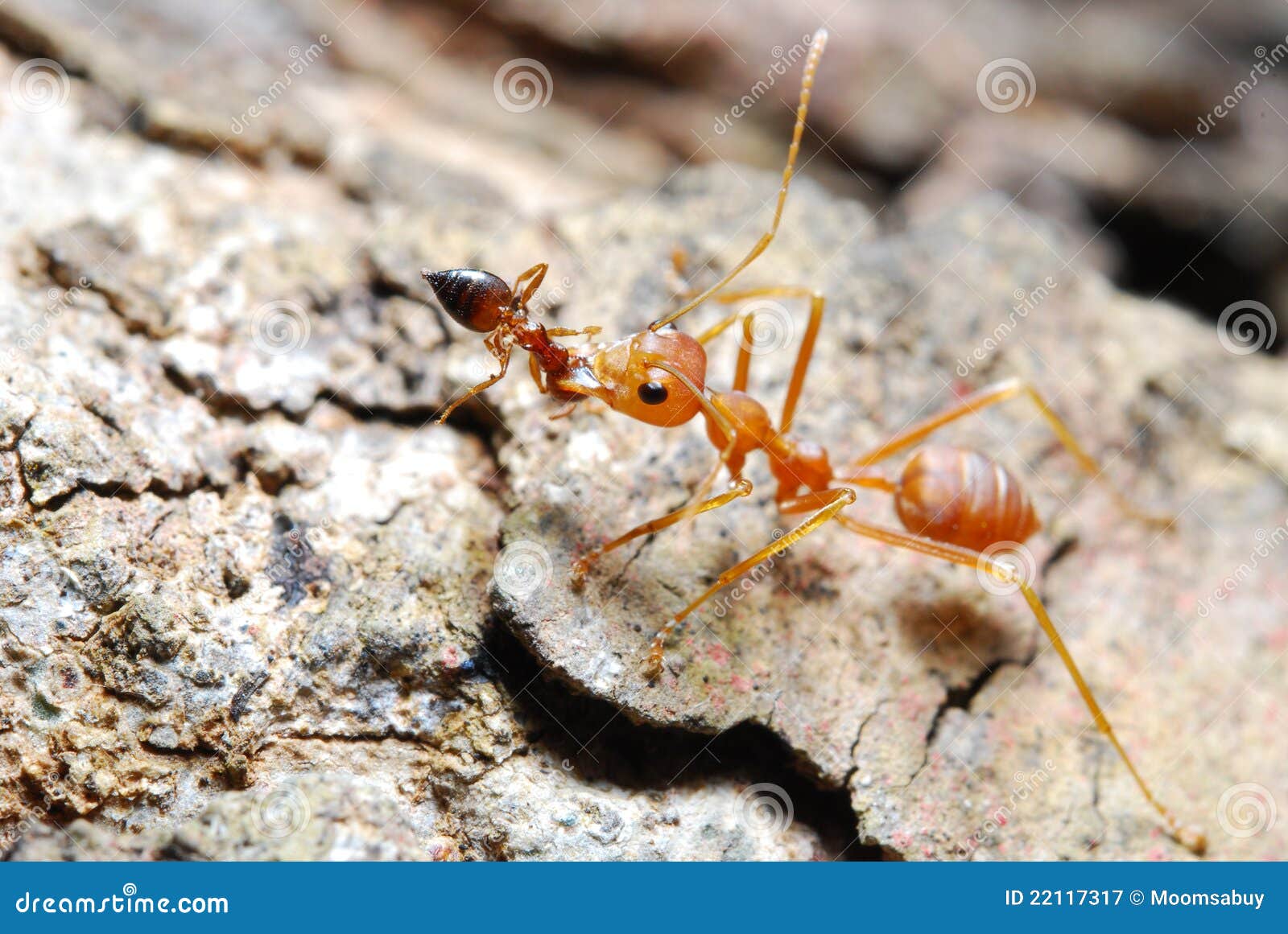 Rode mier op blad stock afbeelding. Image of mensen, nave - 22117317