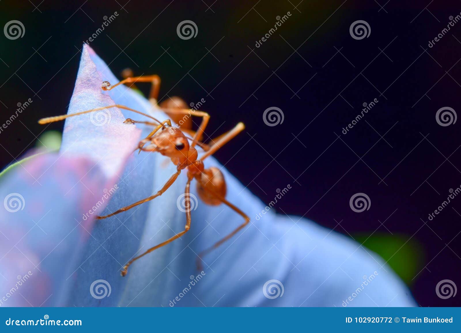 Rode mieren stock foto. Image of insect, brug, installatie - 102920772