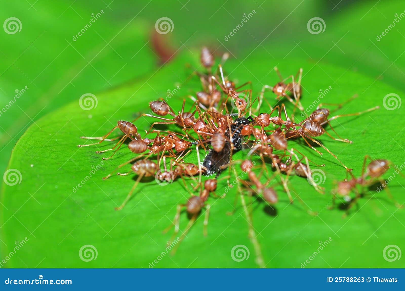 Rode Mieren stock afbeelding. Image of groen, blad, groot - 25788263