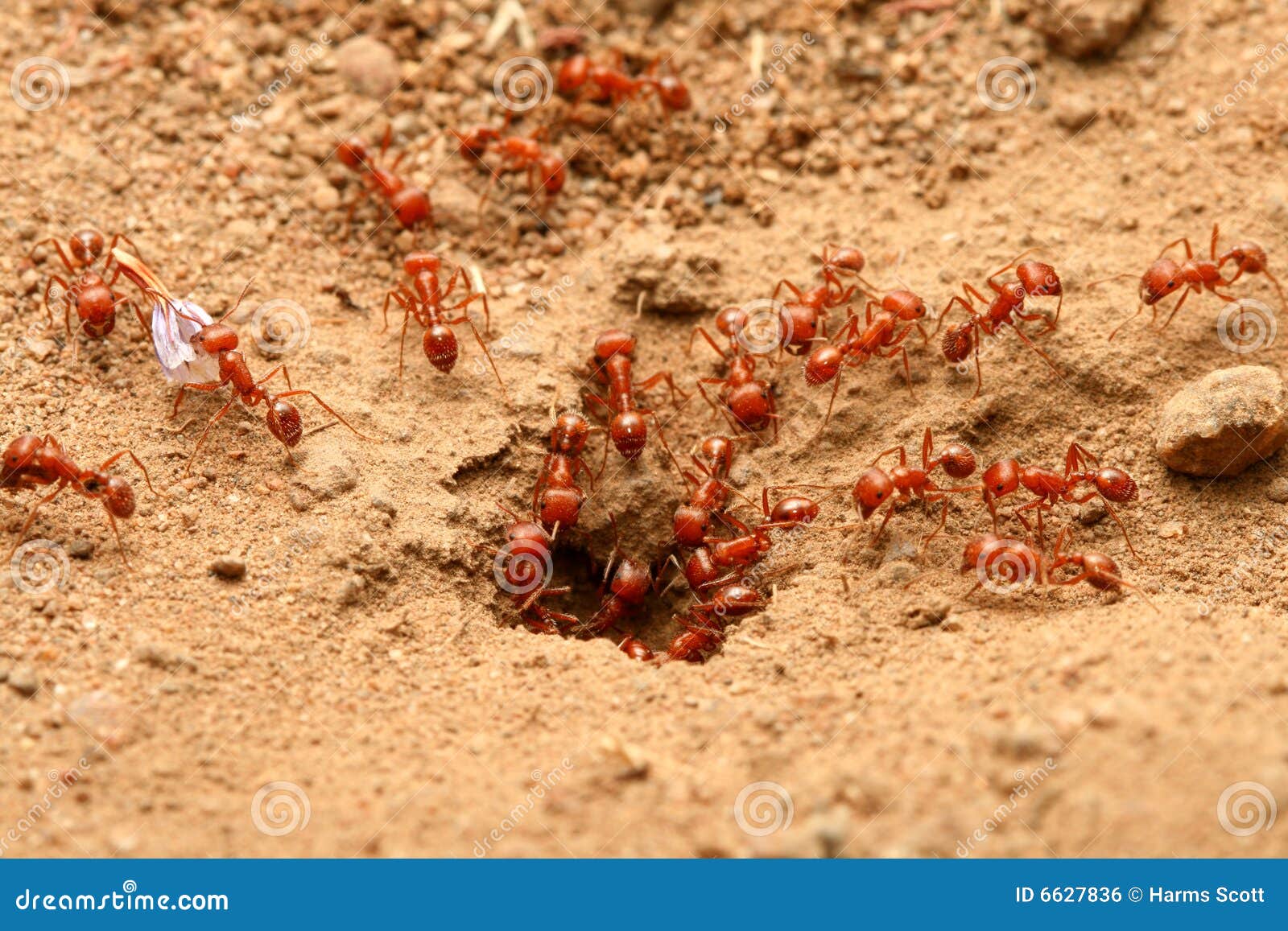 Rode mieren stock foto. Image of wild, vennootschap, macht - 6627836