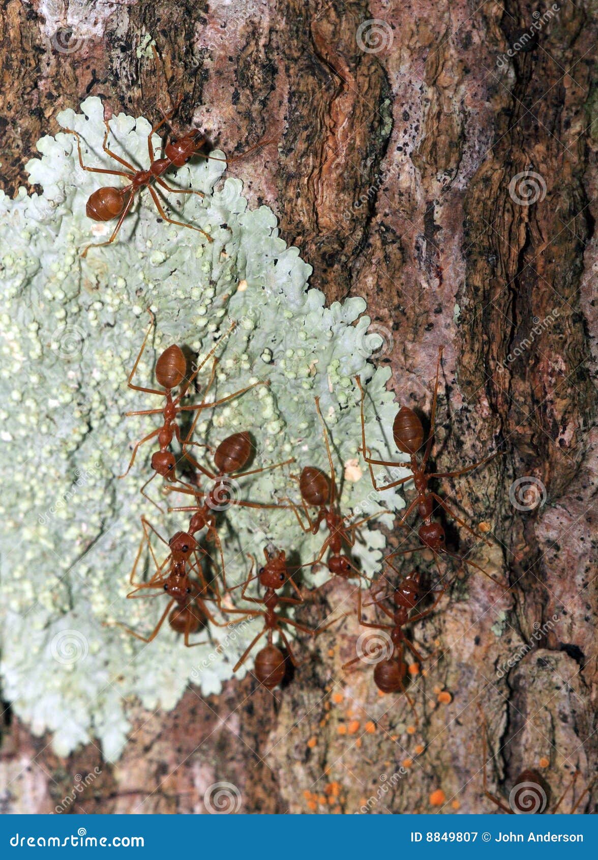 Rode mieren stock afbeelding. Image of voeding, insect - 8849807