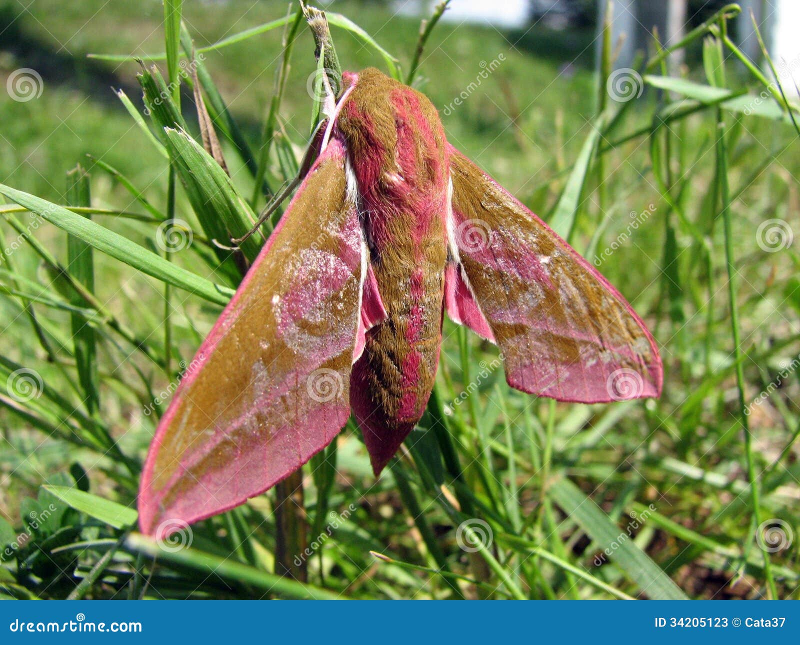 Rode mot stock afbeelding. Image of tuin, geel, grijs - 34205123