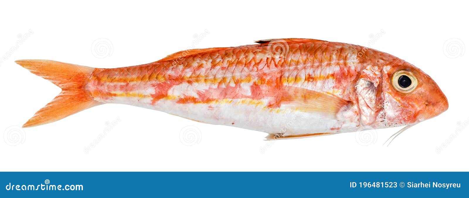 Rode Mullet Geïsoleerd Op Witte Achtergrond. Verse Vis Stock Afbeelding ...