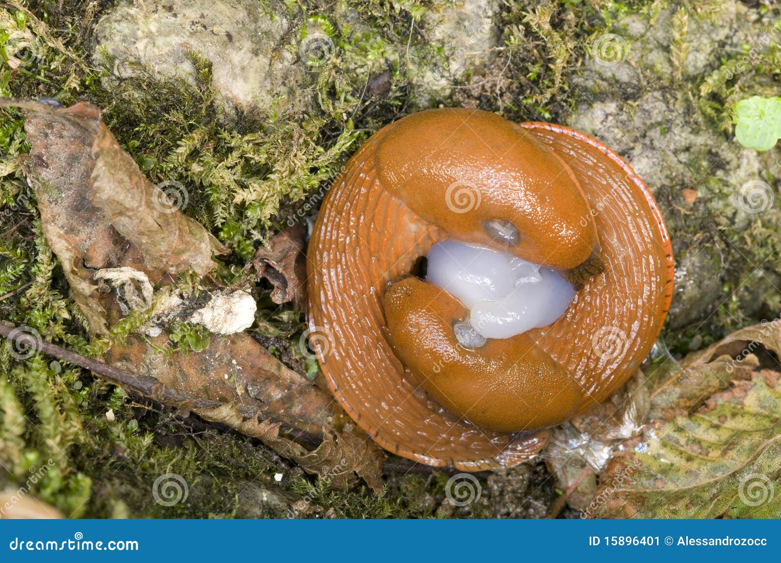 Rode naaktslak twee stock afbeelding. Image of slijmerig - 15896401