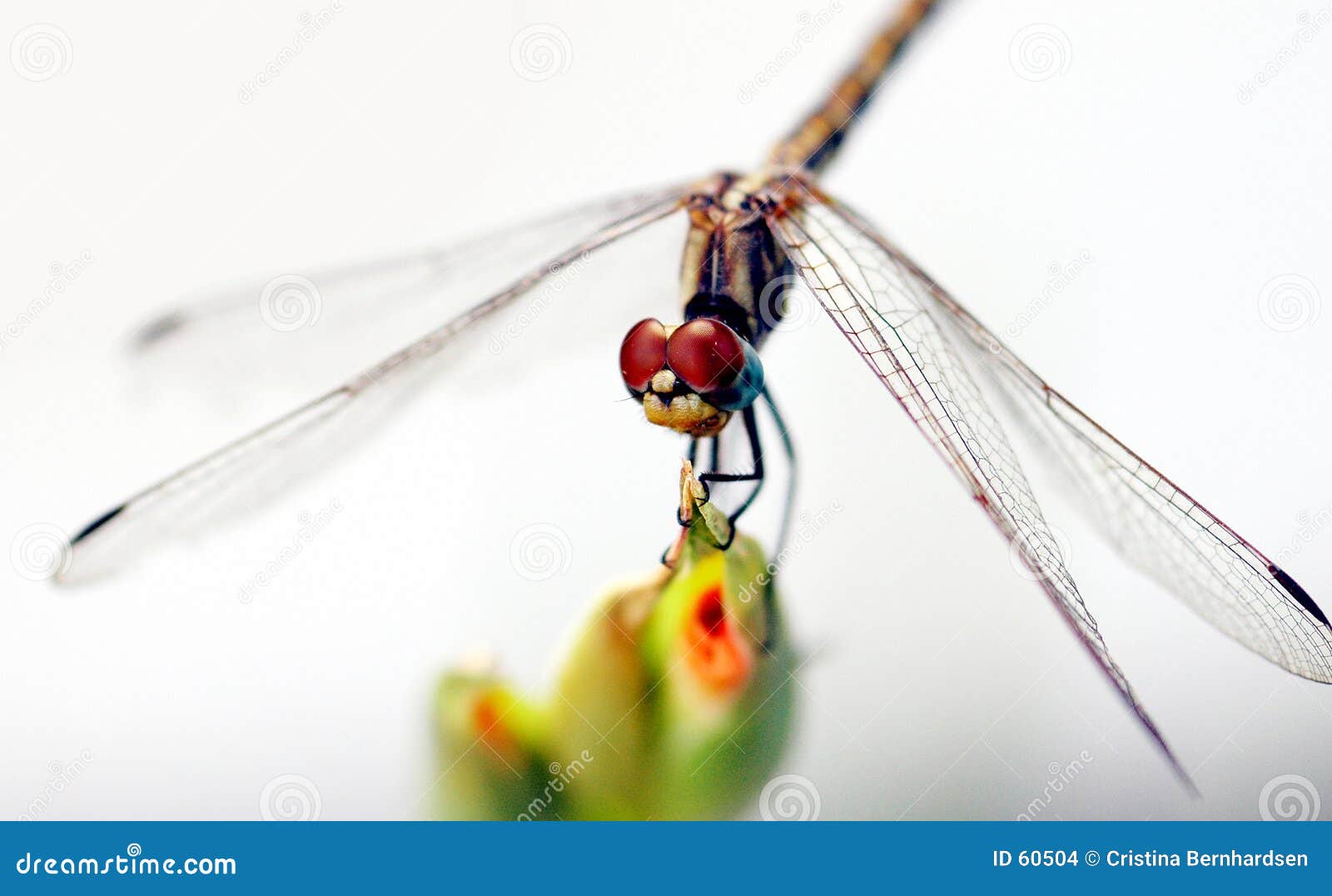 Rode Ogen stock foto. Image of metamorfose, insect, bloem - 60504