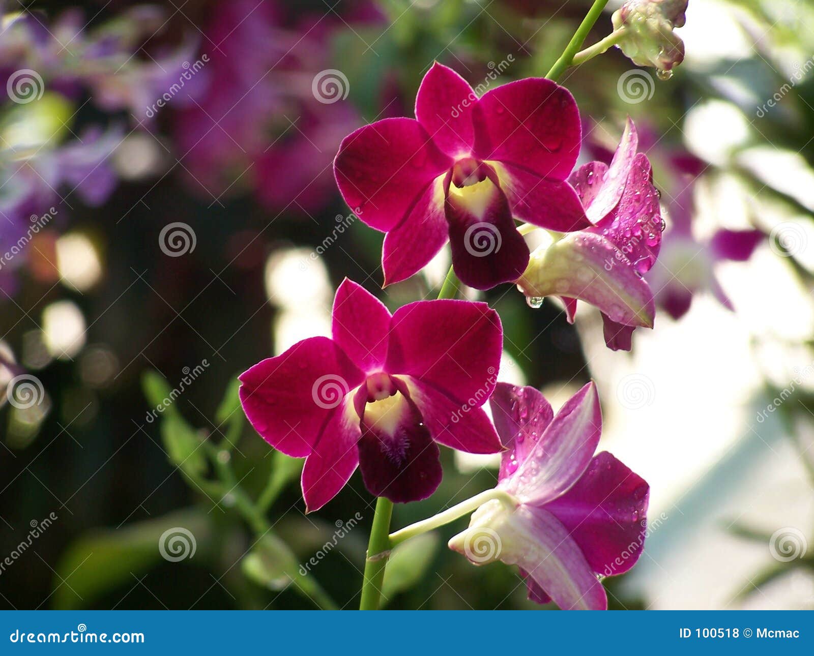 Rode Orchidee stock foto. Image of druppeltjes, mooi, water - 100518