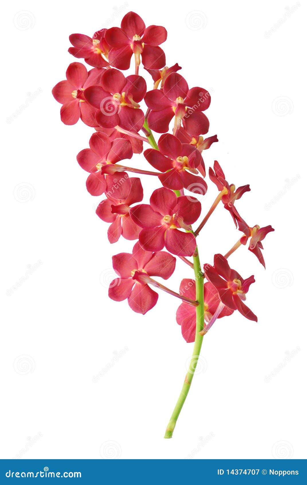 Rode orchidee. stock afbeelding. Image of macro, decoratie - 14374707
