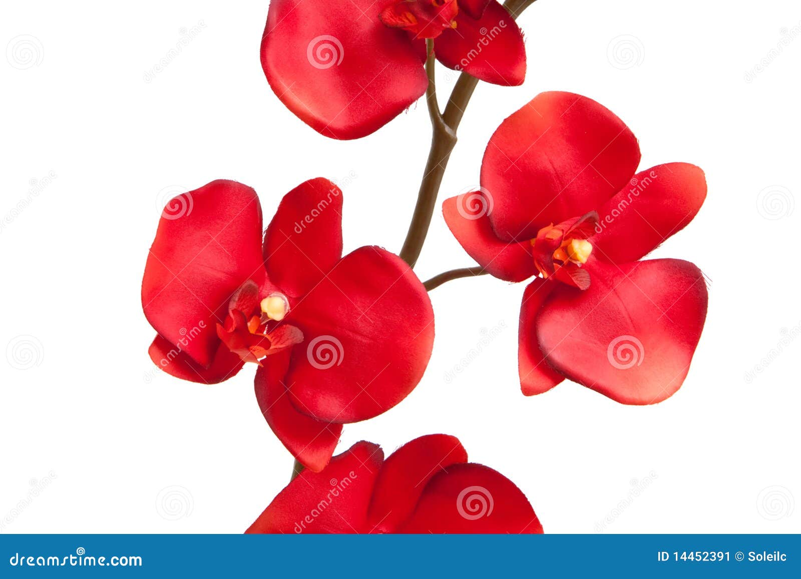 Rode orchidee stock afbeelding. Image of studio, bloem - 14452391