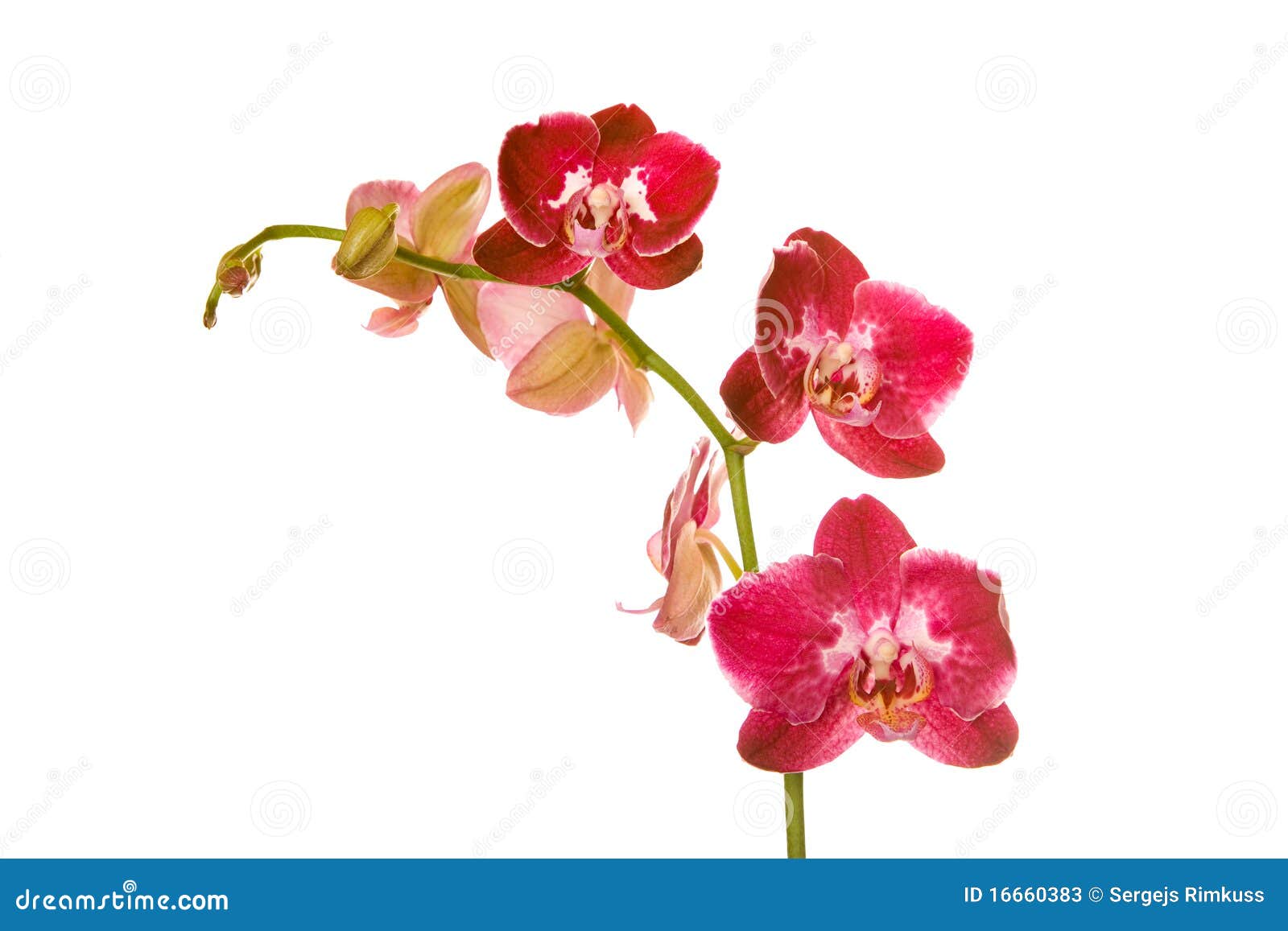 Rode Orchidee stock afbeelding. Image of hoofd, romaans - 16660383