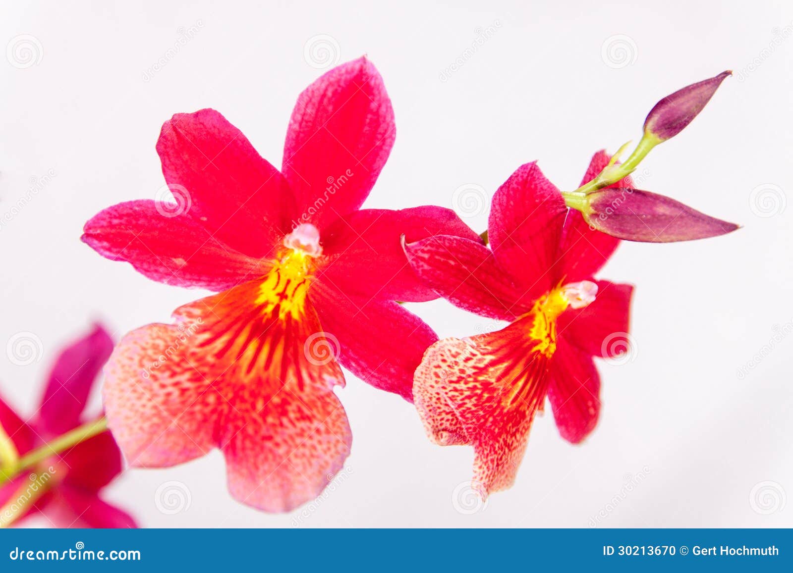 Rode Orchidee stock foto. Image of decoratief, gelukkig - 30213670
