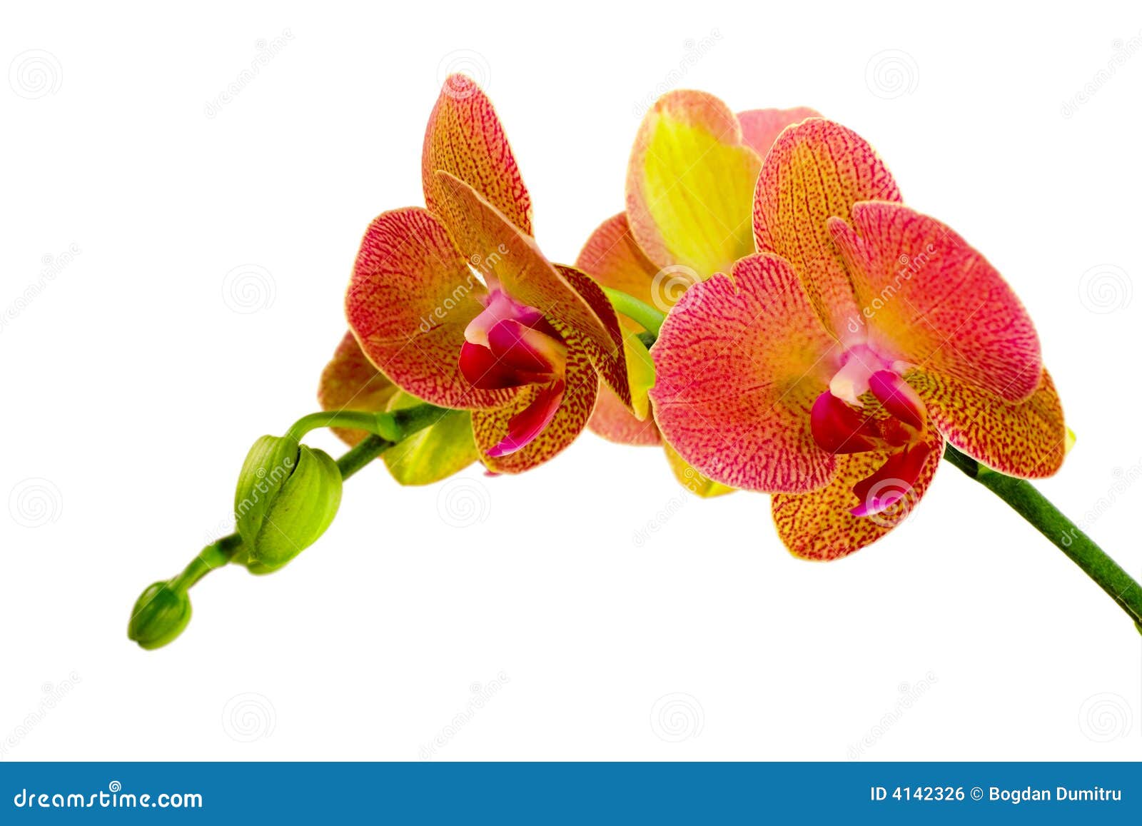 Rode Orchidee stock foto. Image of huwelijk, nadruk, achtergrond - 4142326