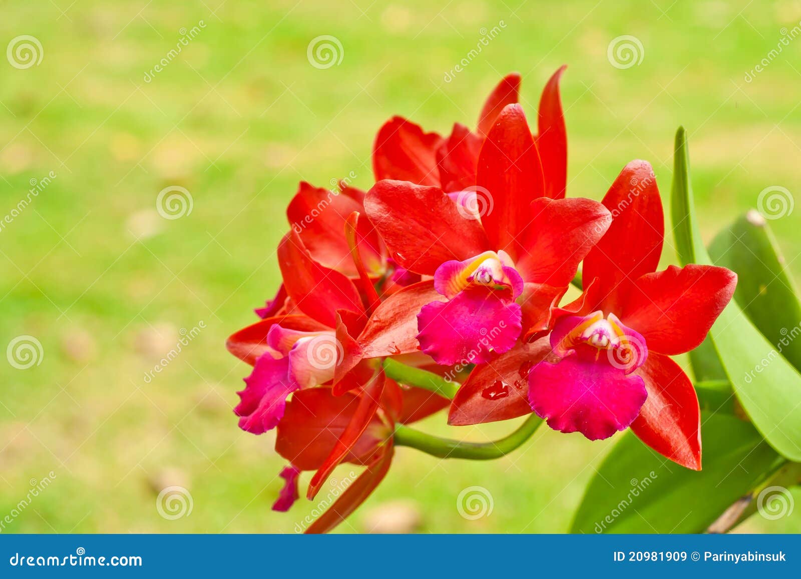 Rode Orchidee Met Groene Achtergrond Stock Afbeelding - Image of ...