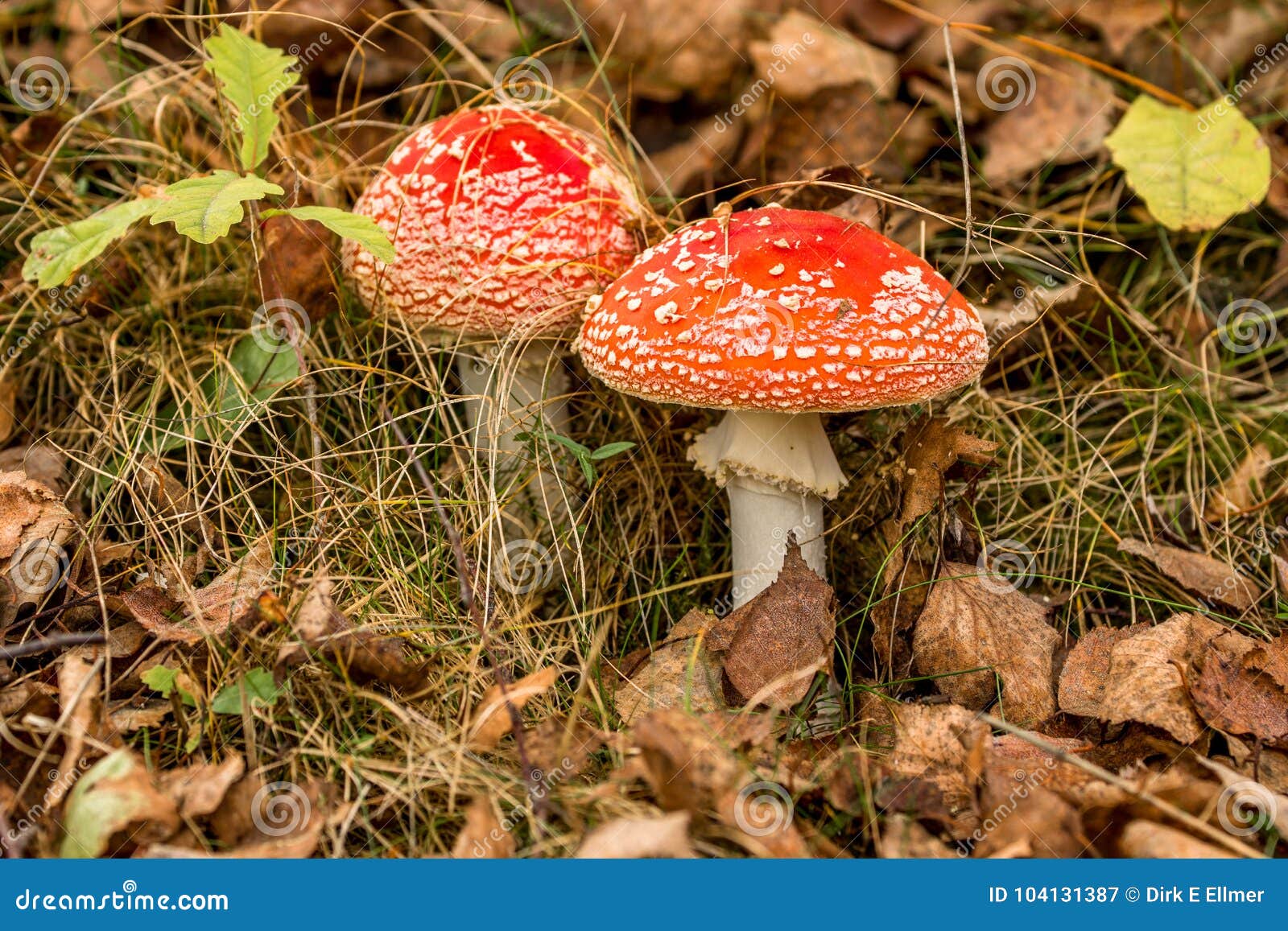 Rode paddestoel stock afbeelding. Image of boom, paddestoel - 104131387