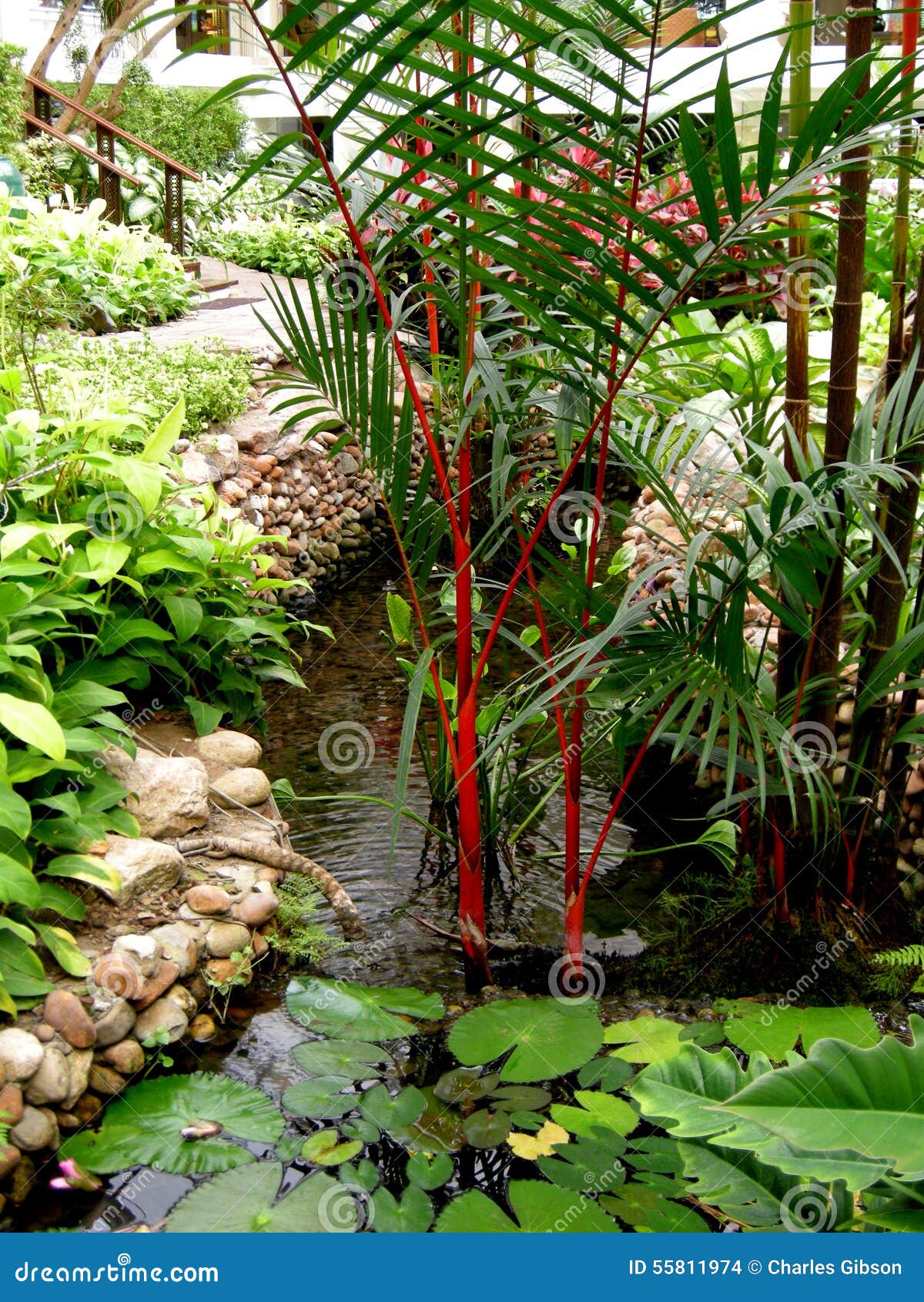 Rode Palm stock foto. Image of vegetatie, hotel, tuinen - 55811974