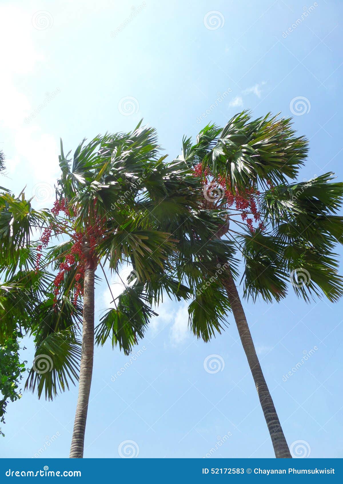 Rode Palm en blauwe hemel stock afbeelding. Image of rood - 52172583