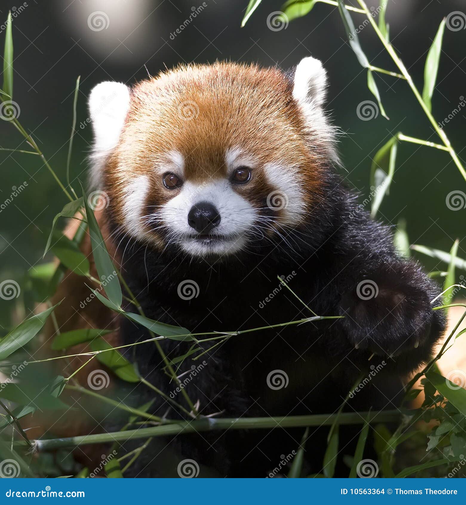 Rode Panda stock foto. Image of leuk, rood, zoogdier - 10563364