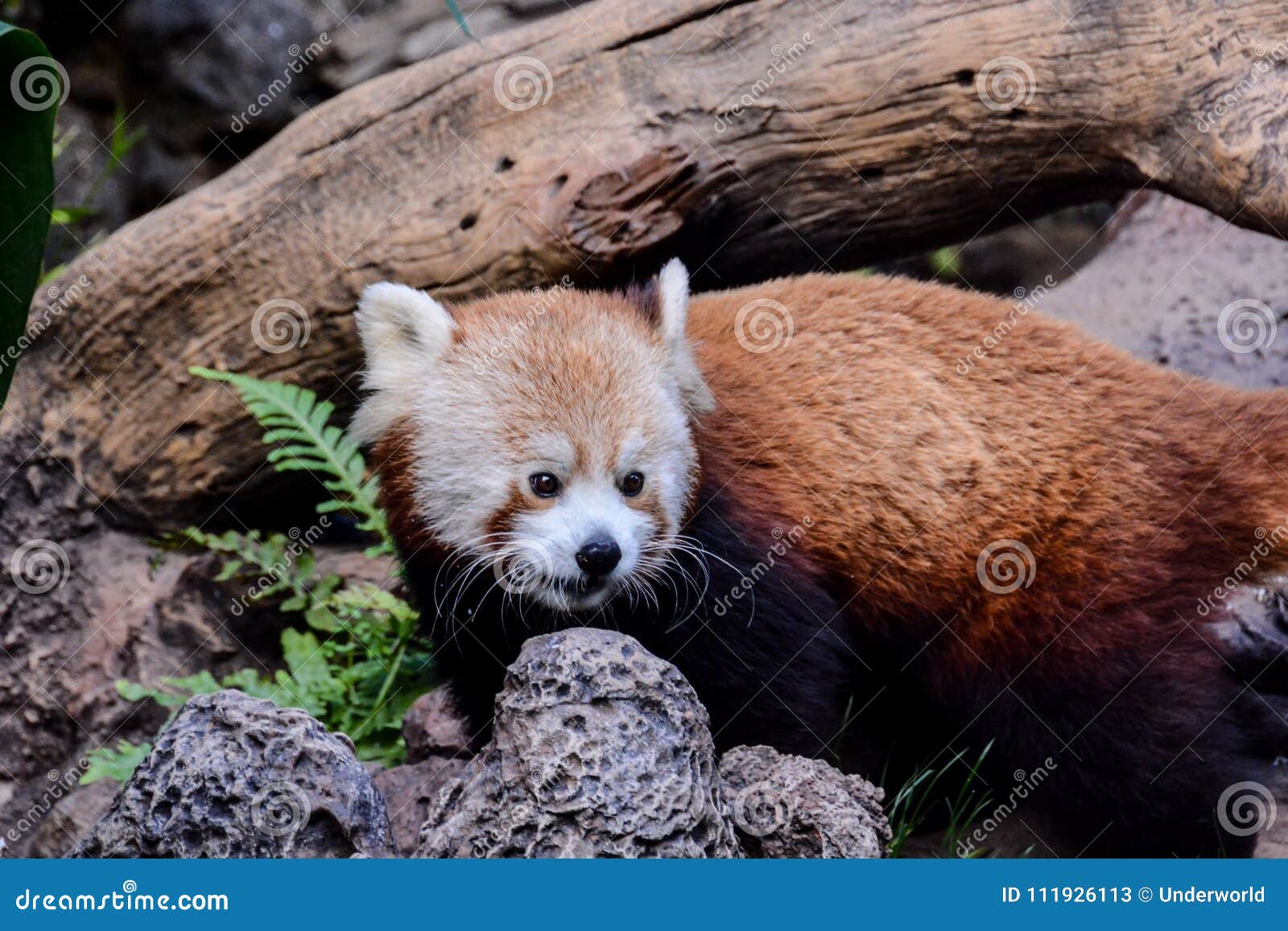 Rode panda stock afbeelding. Image of china, panda, zoogdier - 111926113